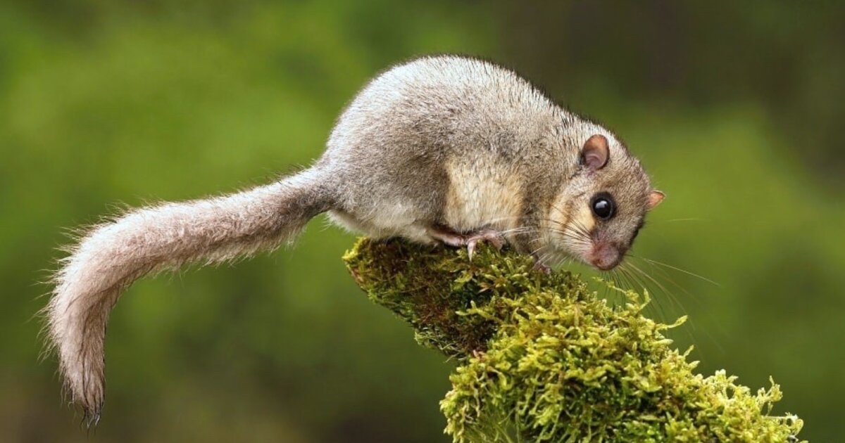 The Curious Case of the Glis Glis - News - Walters & Cohen Architects